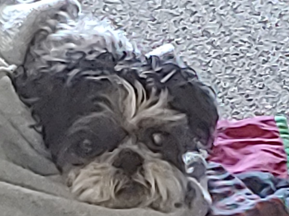 Murphy Sweet Punkin’ – On the Ravine